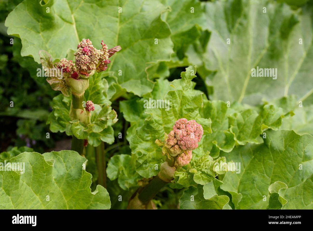 Rhubarb plant in a garden Stock Photo - Alamy