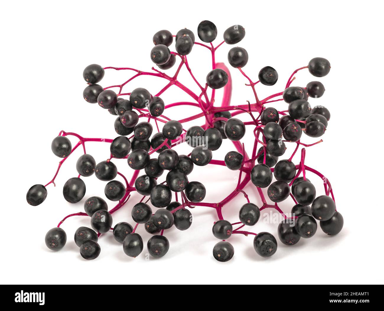 Elderberry Branch with berries isolated on white background Stock Photo ...