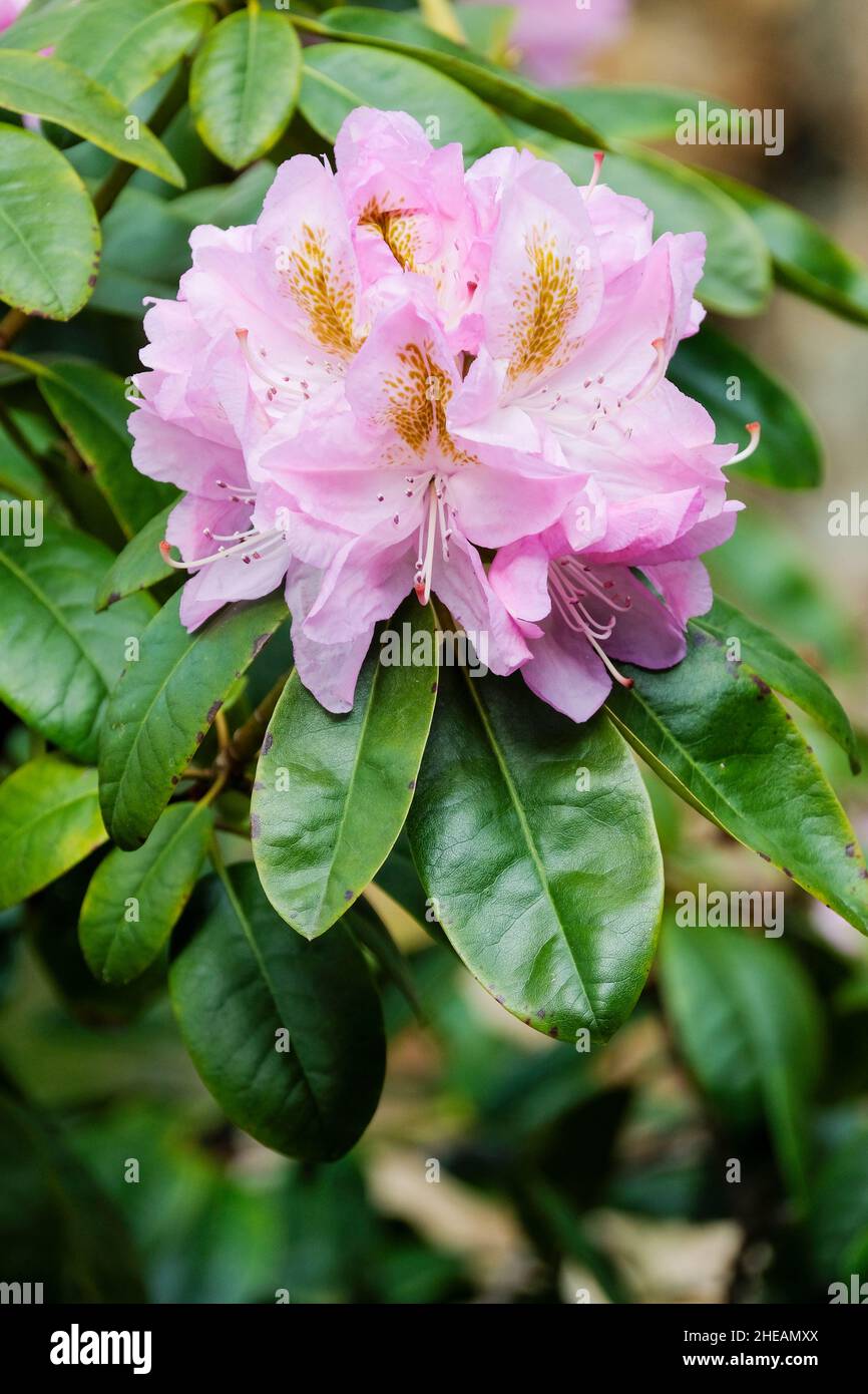 Rhododendron 'Party Pink'. Light pink flowers Stock Photo - Alamy
