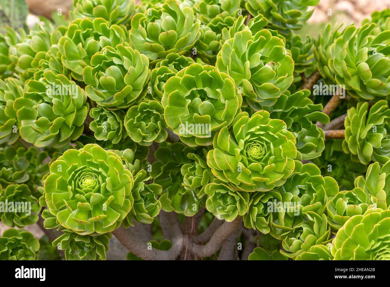 Sempervivum plant close up from above looking down, Cabo de Gata ...