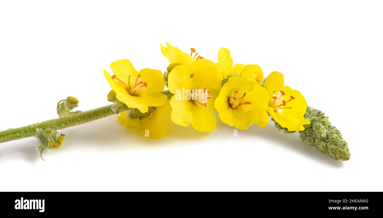 Mullein flowers isolated on white background Stock Photo - Alamy
