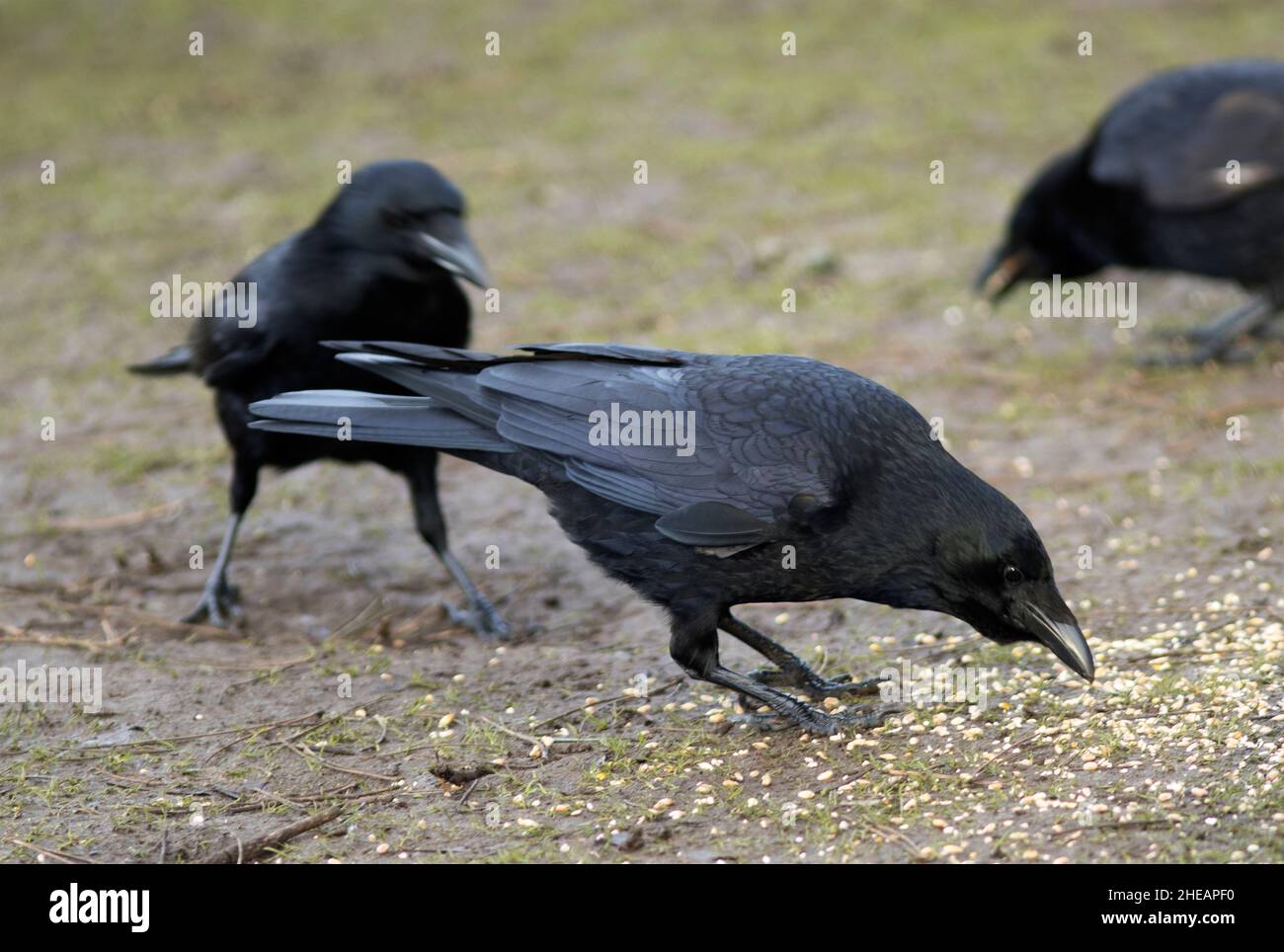 The carrion Crow is the commonest corvid in the UK. Up to a million ...