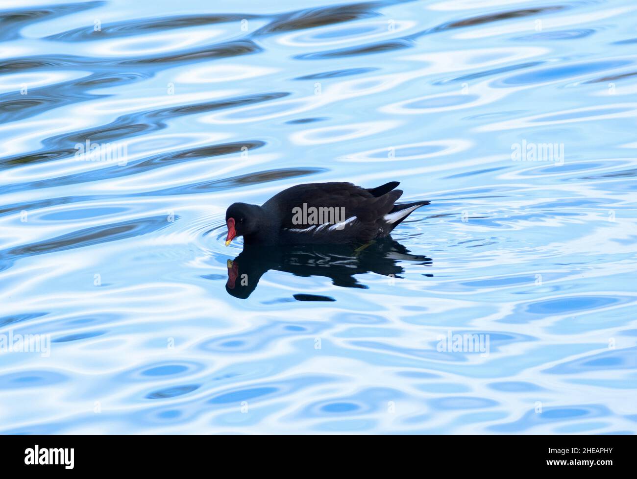 The Moorhen is an aquatic bird of lowland streams, rivers and wetlands ...