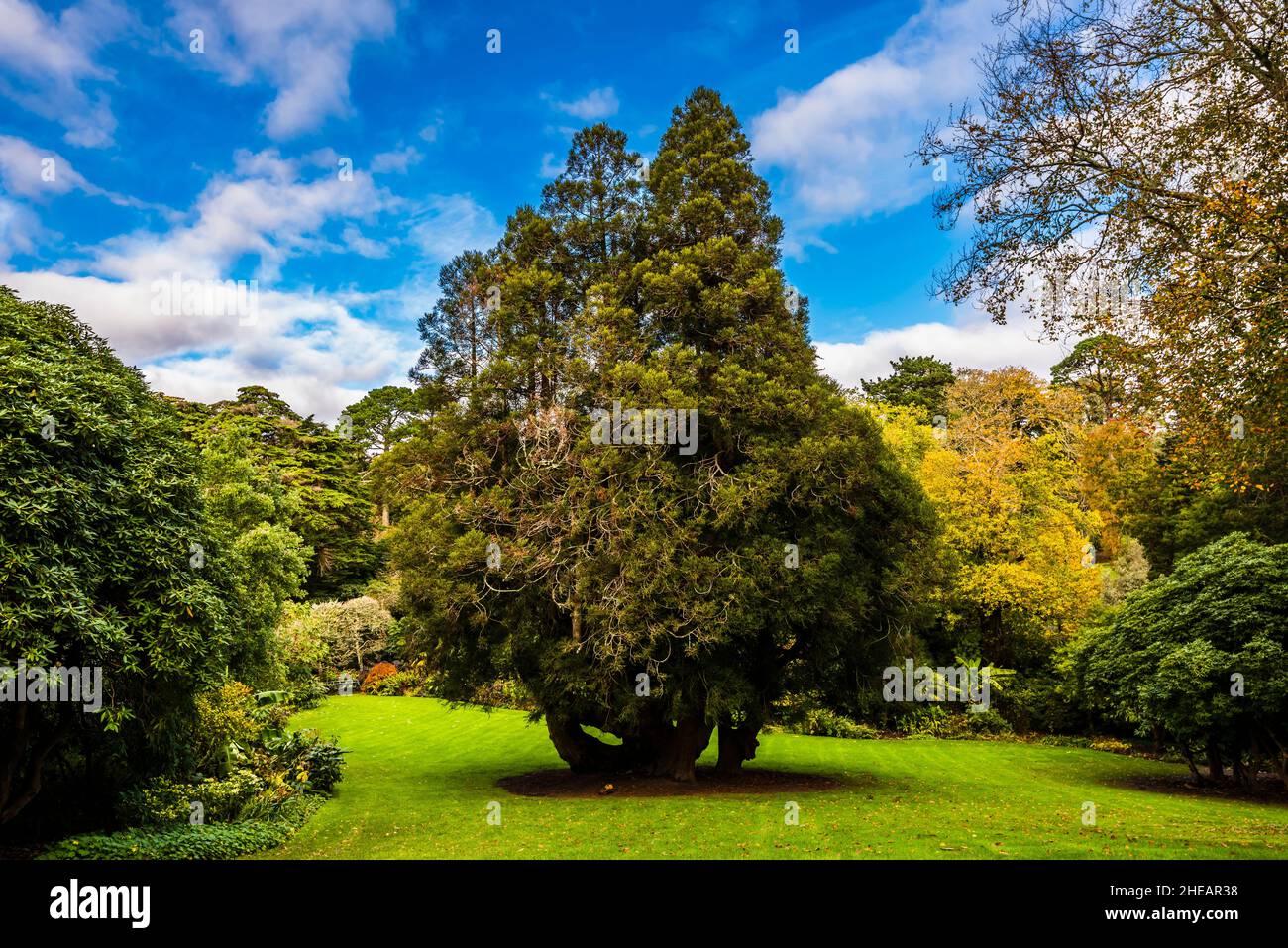 Cornwall uk tree green calm hi-res stock photography and images - Alamy