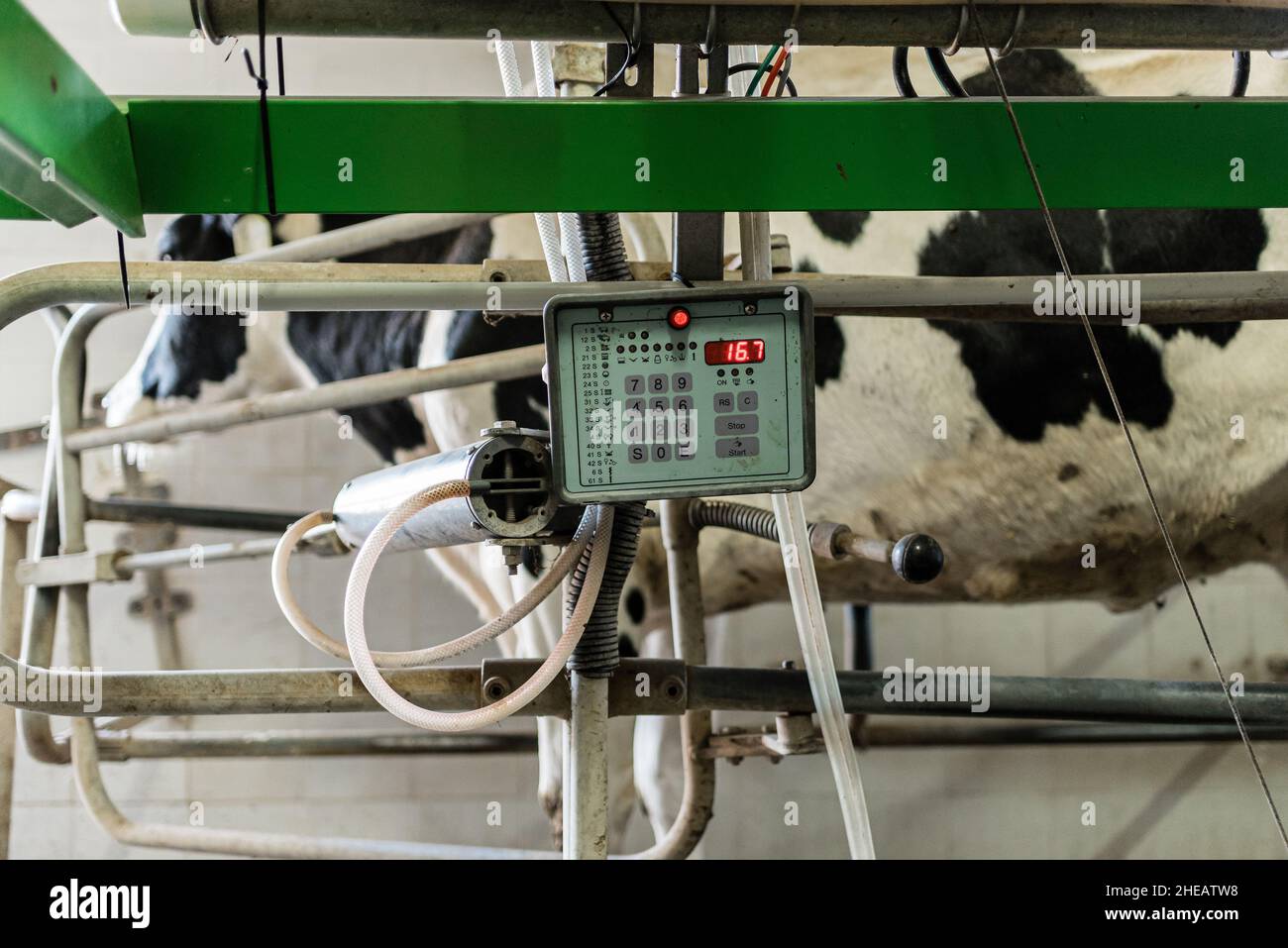 Automatic cow milking machine hi-res stock photography and images - Alamy