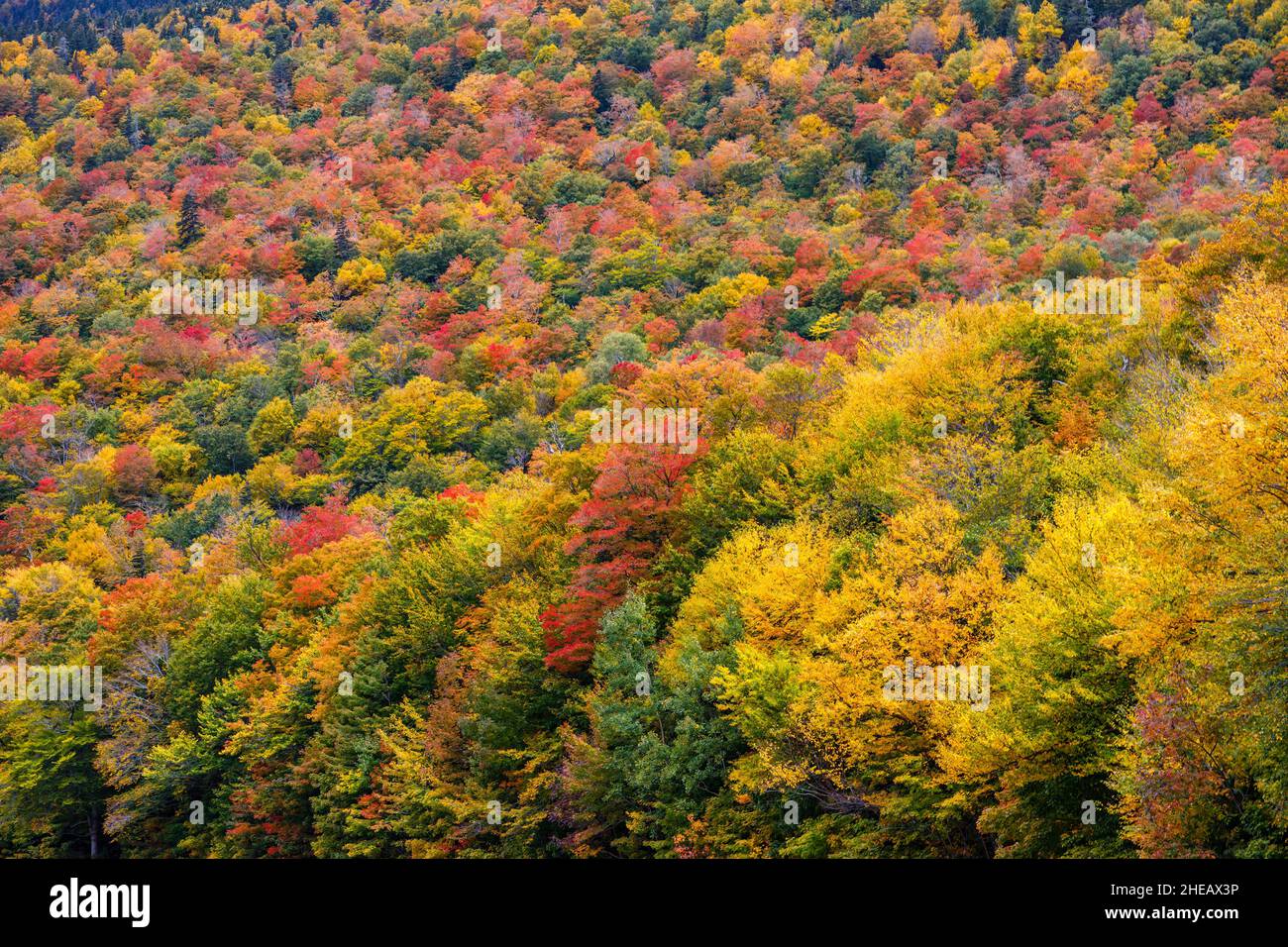 Colourful autumn foliage in fall colour trees in the hillside forest on ...