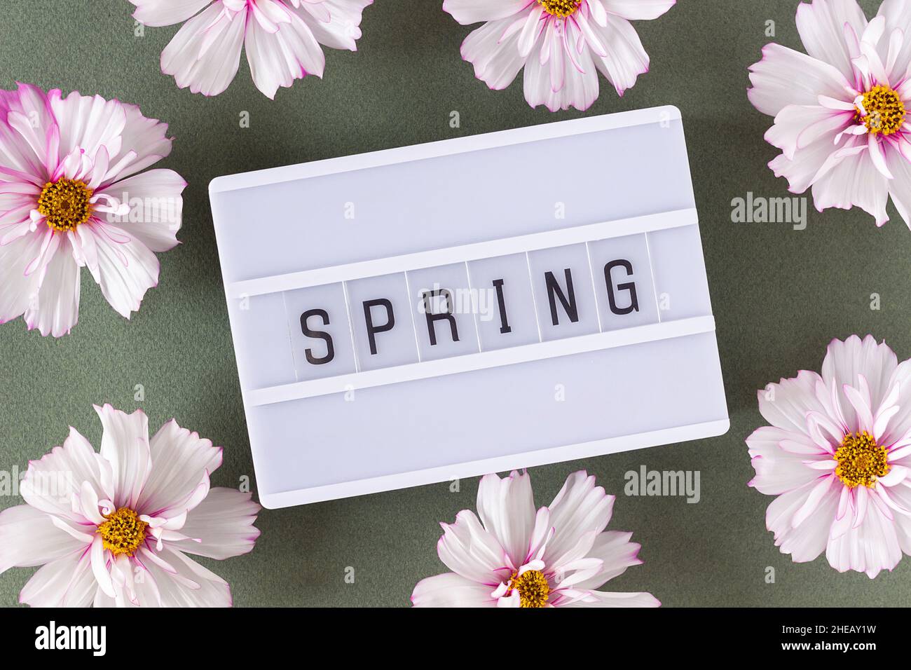 Spring text on light box and natural delicate pink flowers on green ...