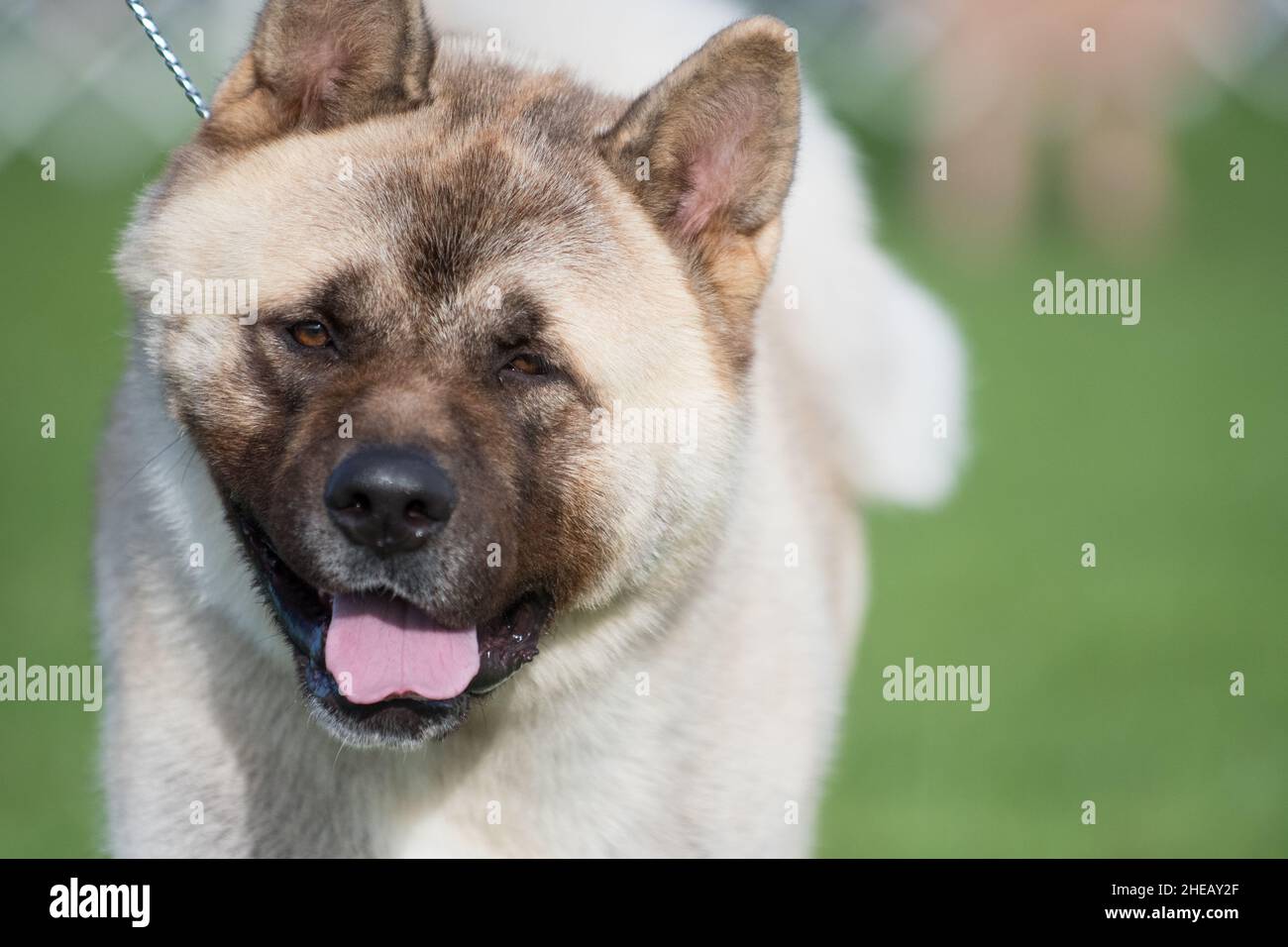 Akitas High Resolution Stock Photography and Images - Alamy