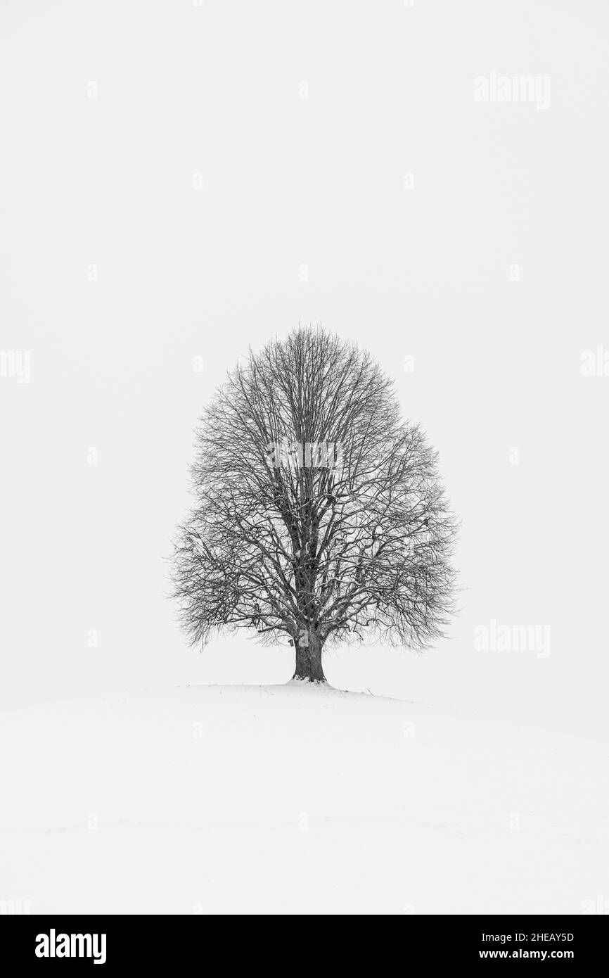 Linden tree hi-res stock photography and images - Alamy