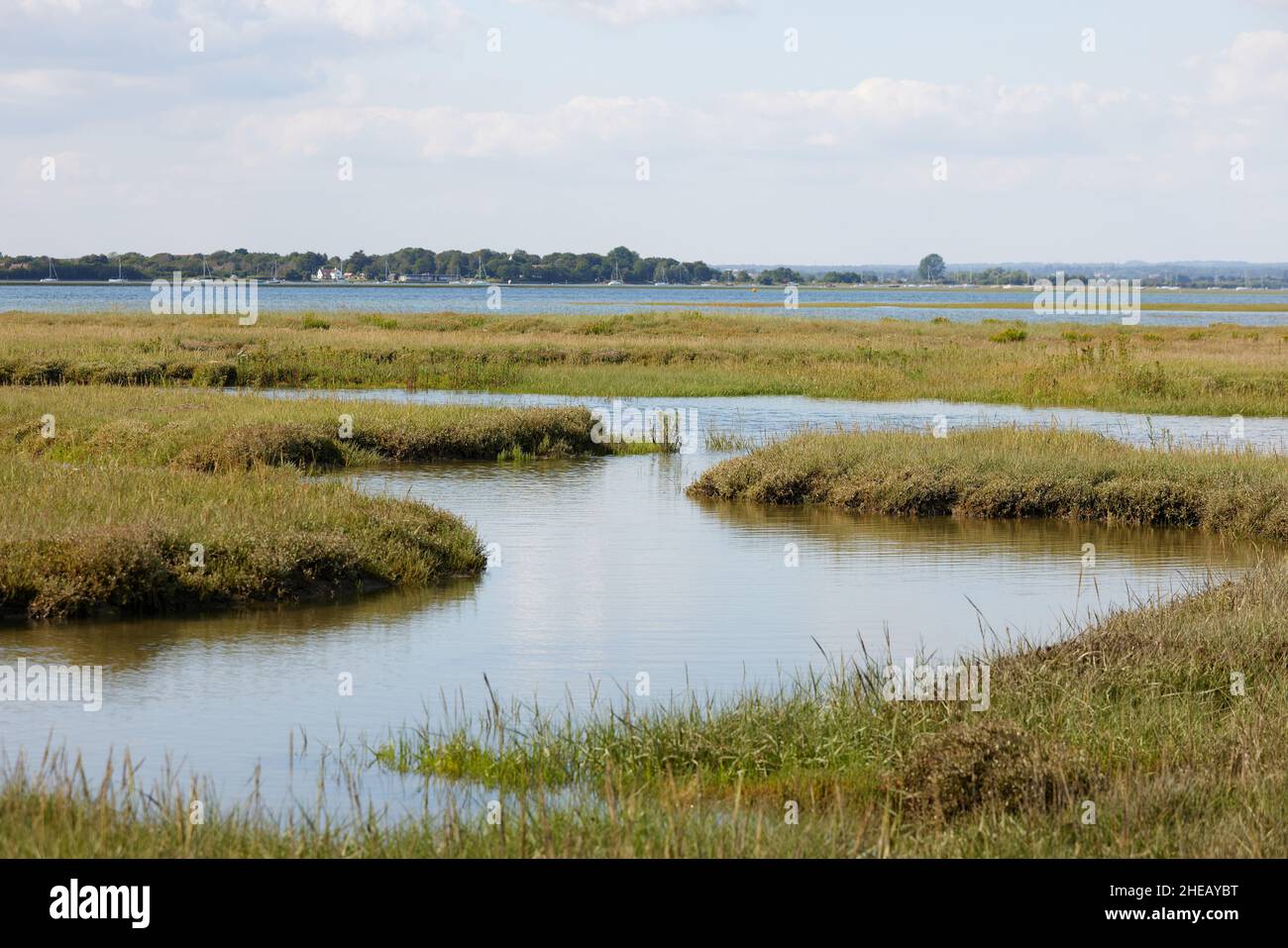 Native marshland plants hi-res stock photography and images - Alamy