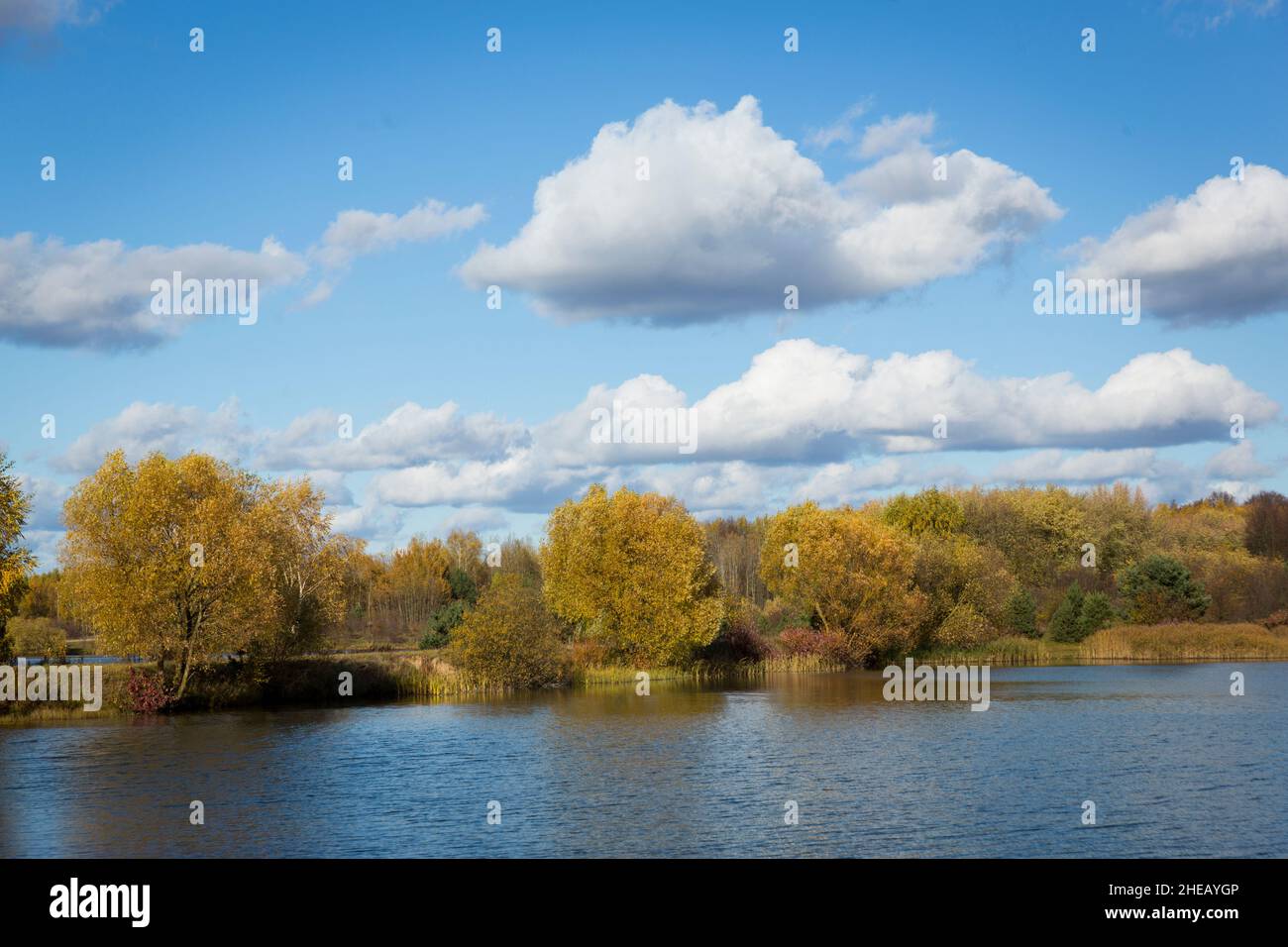 Autumn forest behind the lake. Sky with sun and white clouds. Red-green ...