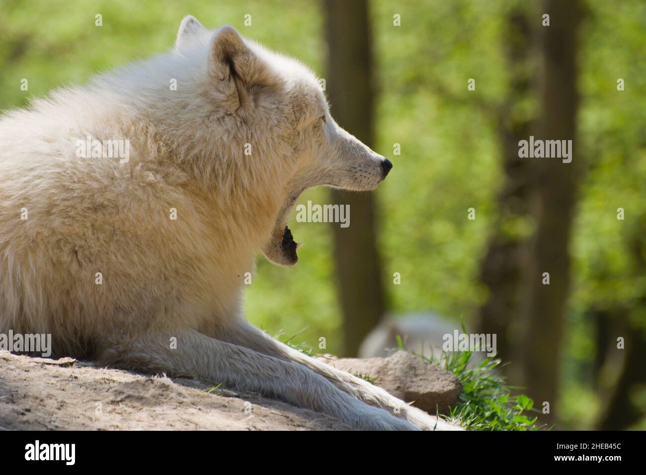 Arctic wolf in captivity Stock Photo - Alamy