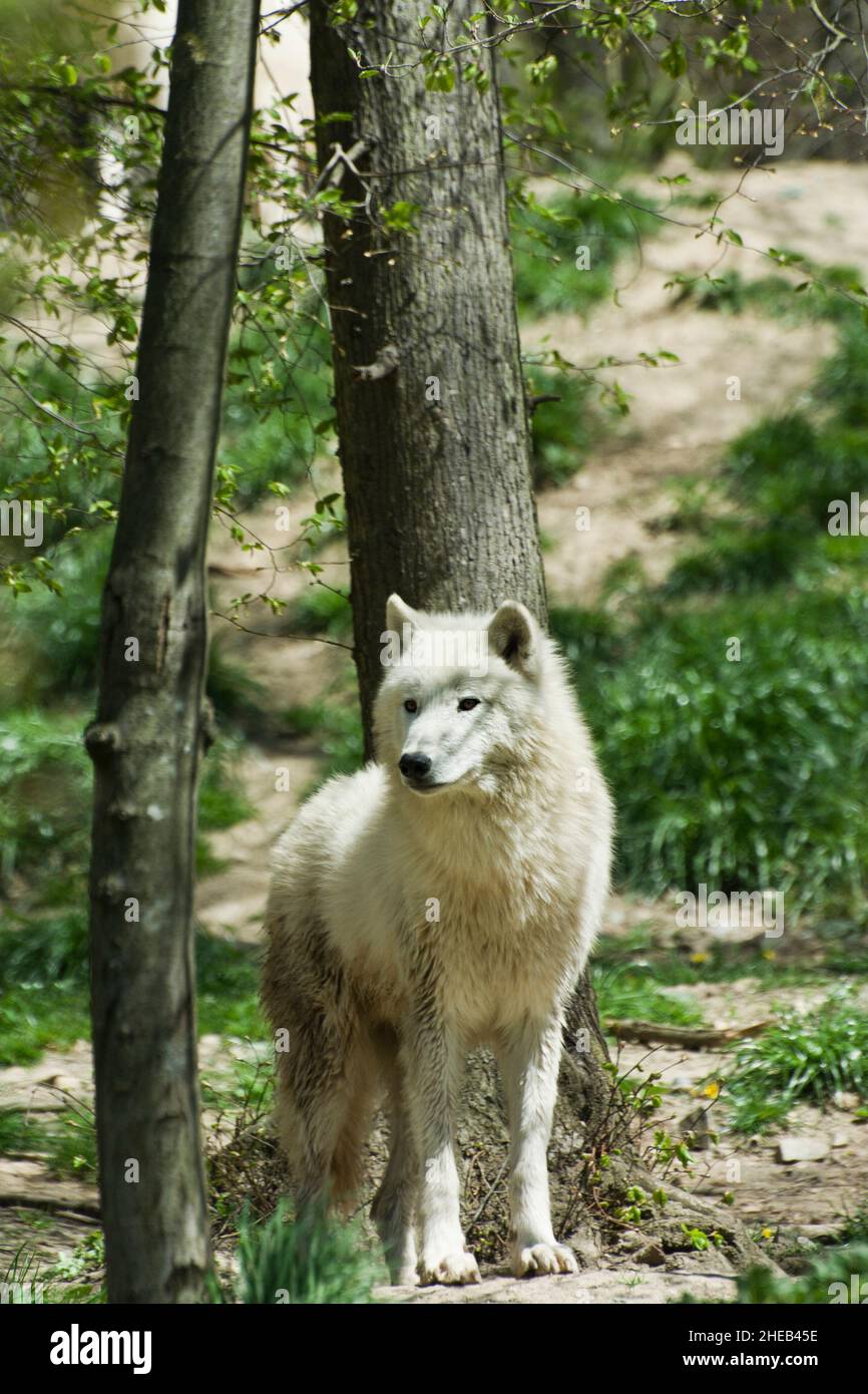 Arctic wolf in captivity Stock Photo - Alamy