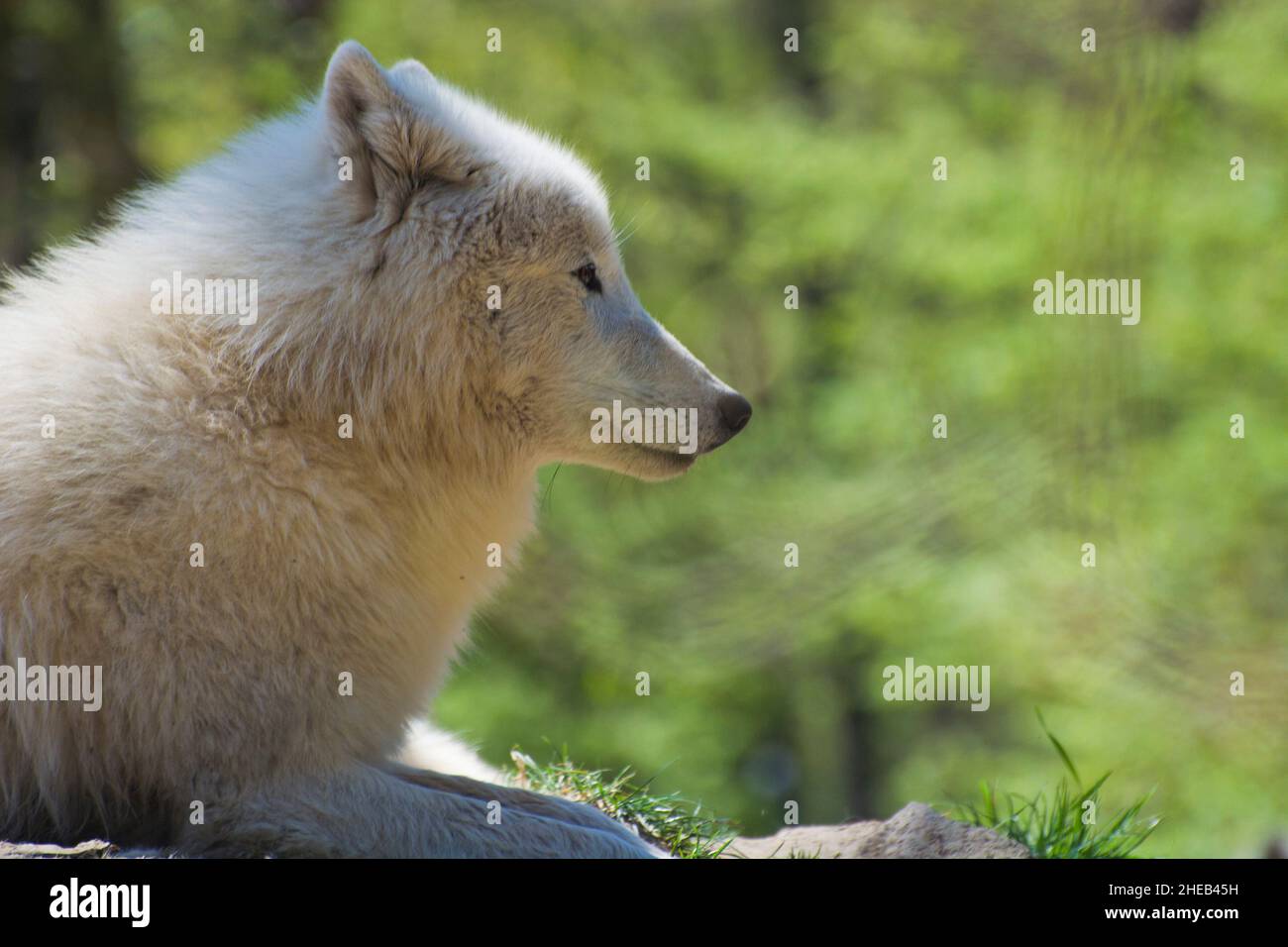 Arctic wolf in captivity Stock Photo - Alamy