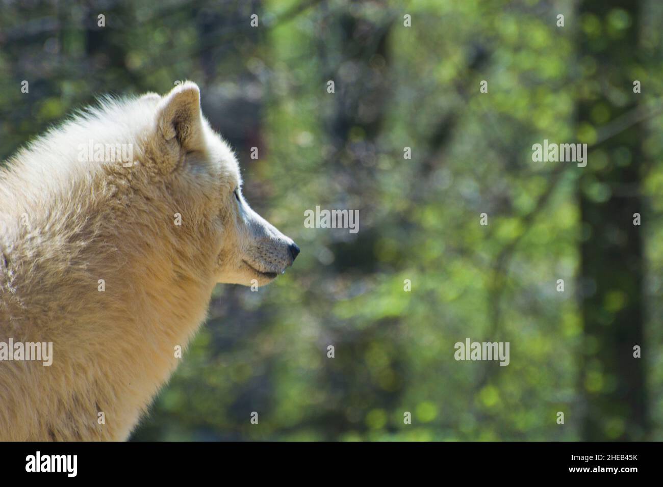 Arctic wolf in captivity Stock Photo - Alamy