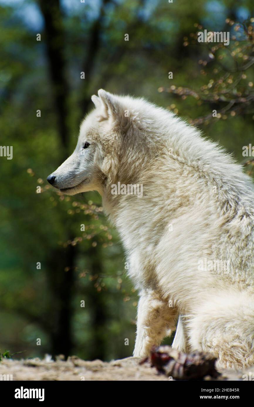 Arctic wolf in captivity Stock Photo - Alamy