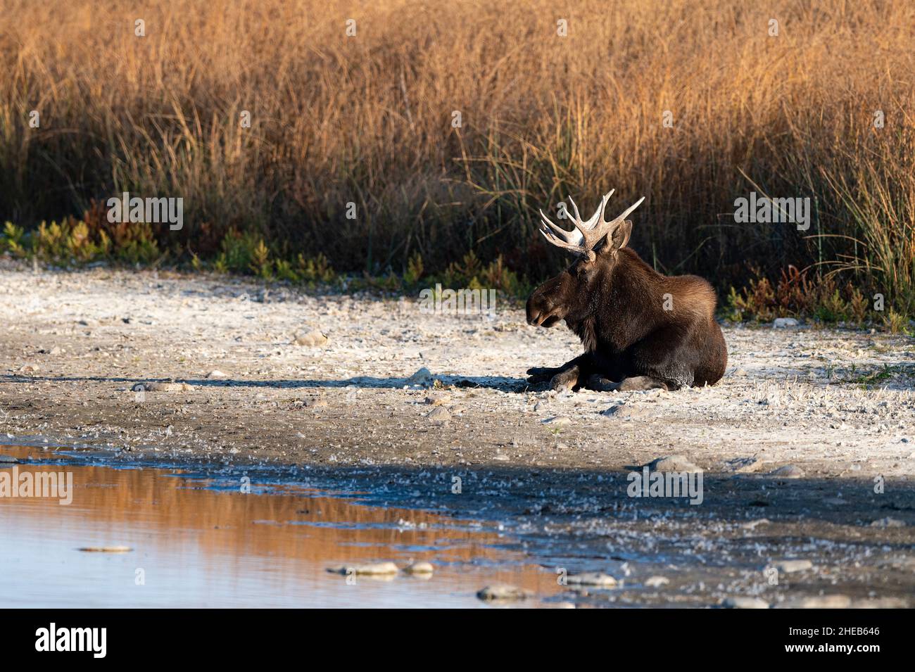 A Bull Moose in North Dakota Stock Photo - Alamy