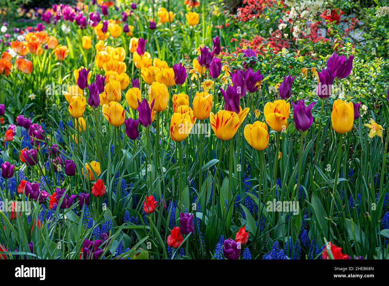 Tulip in spring in Shakespeare's garden, Central ark Stock Photo - Alamy