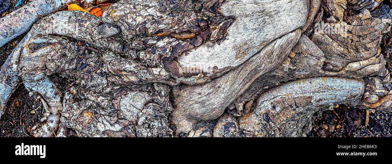 Autumn fall foliage in forest tree roots above ground Stock Photo - Alamy