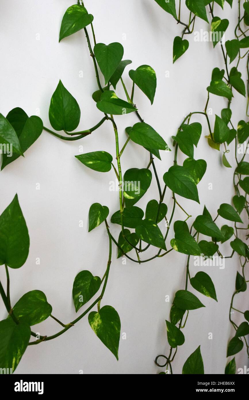 Twining Stem Examples