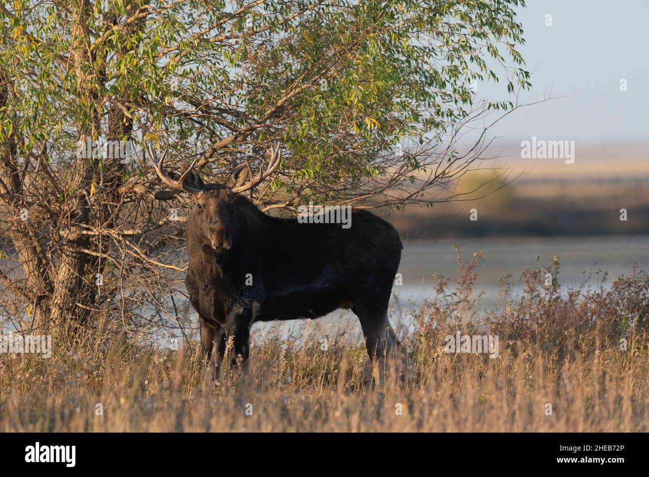 A Bull Moose in North Dakota Stock Photo - Alamy