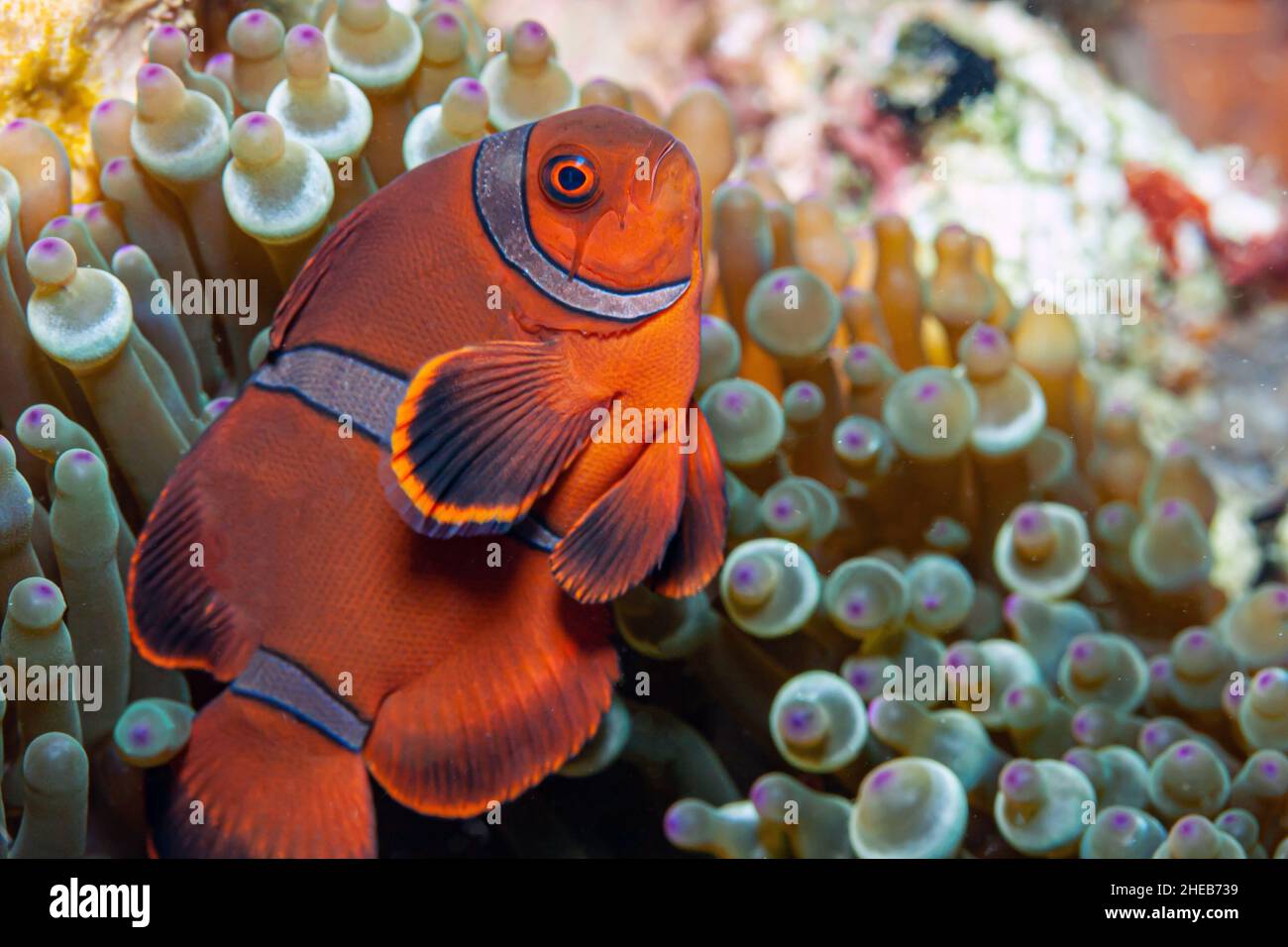 Clownfish or anemonefish are fishes from the subfamily Amphiprioninae ...
