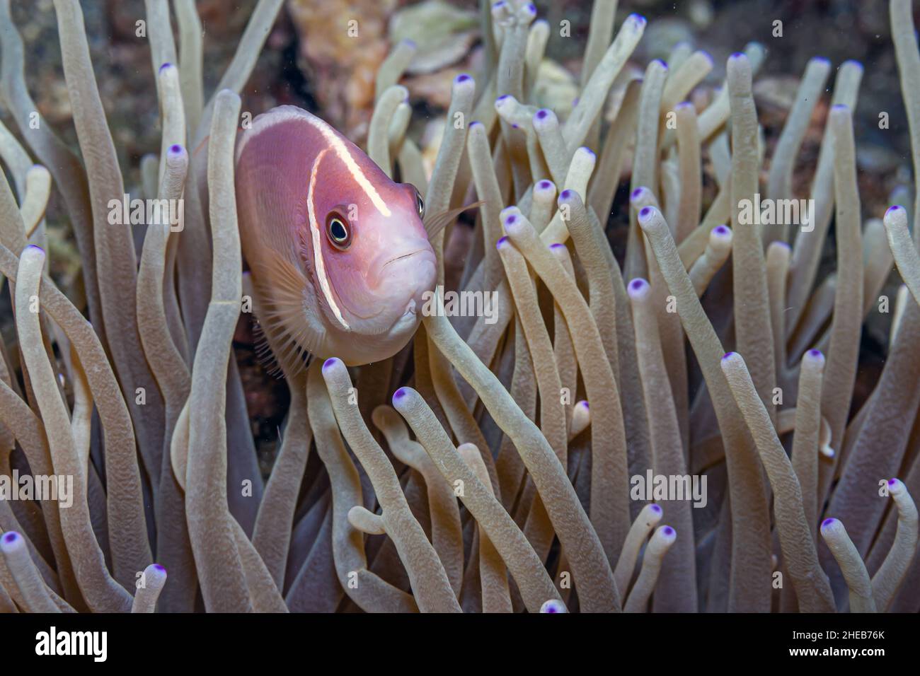 Clownfish or anemonefish are fishes from the subfamily Amphiprioninae ...