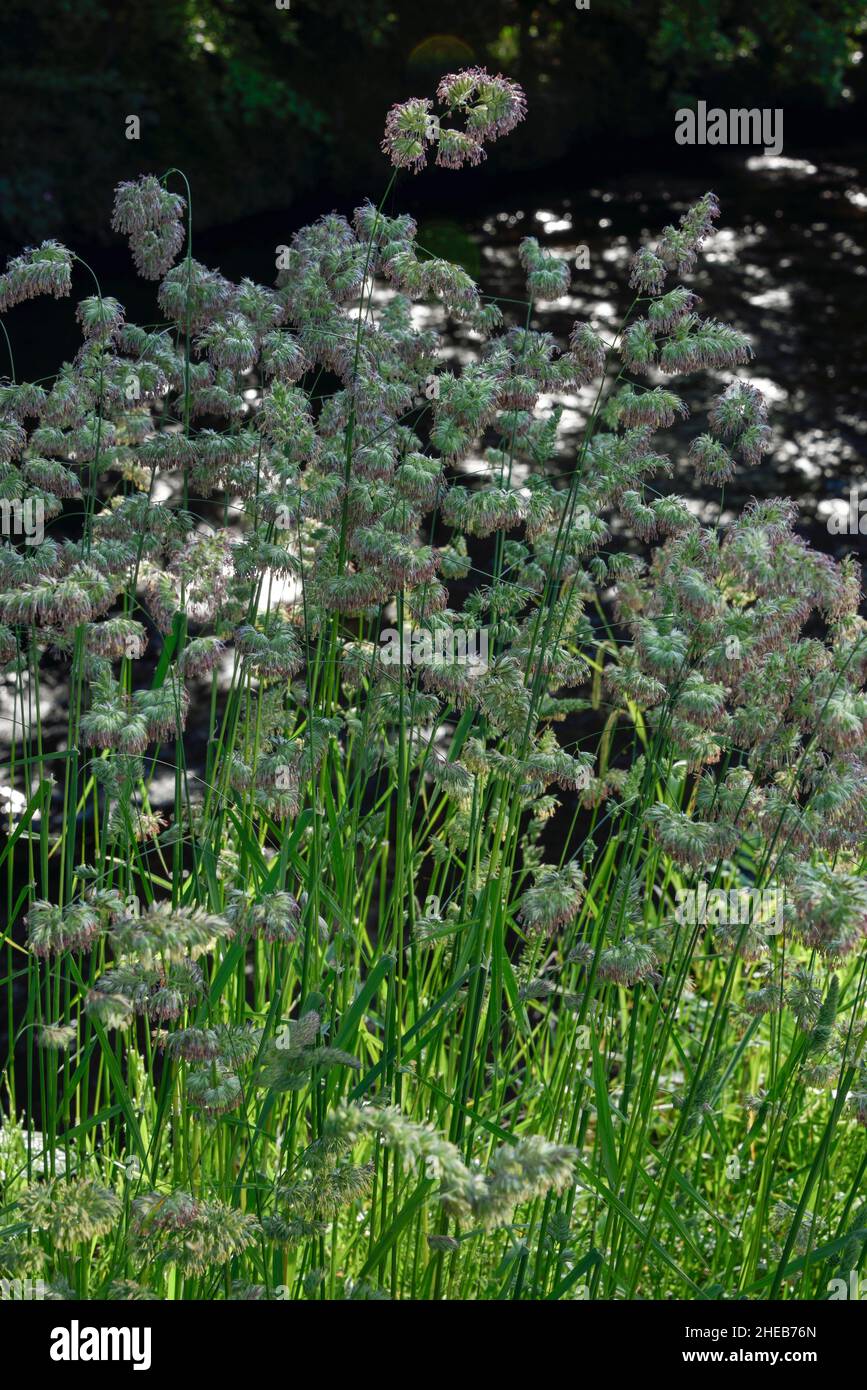 Cocksfoot grass hi-res stock photography and images - Alamy