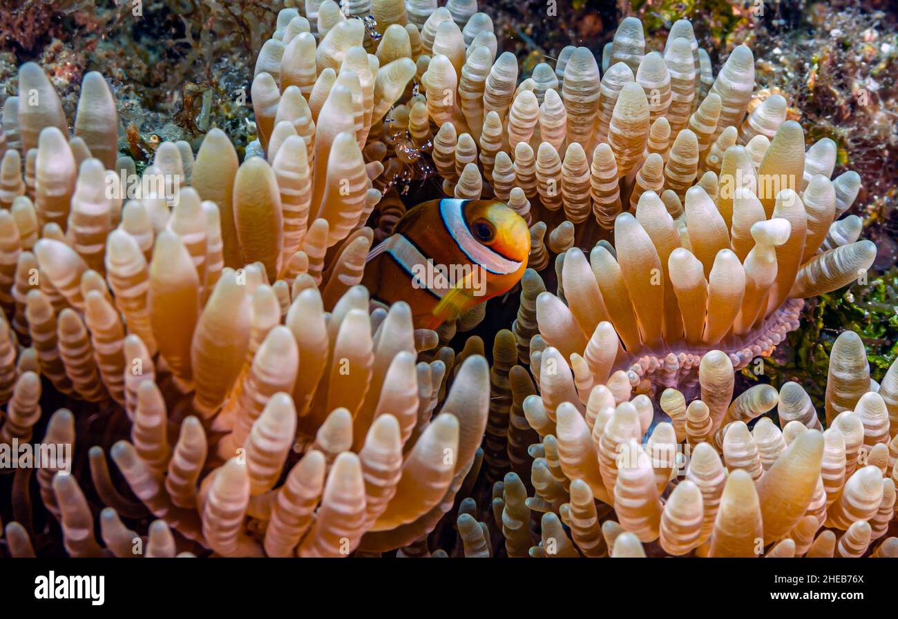 Clownfish or anemonefish are fishes from the subfamily Amphiprioninae ...
