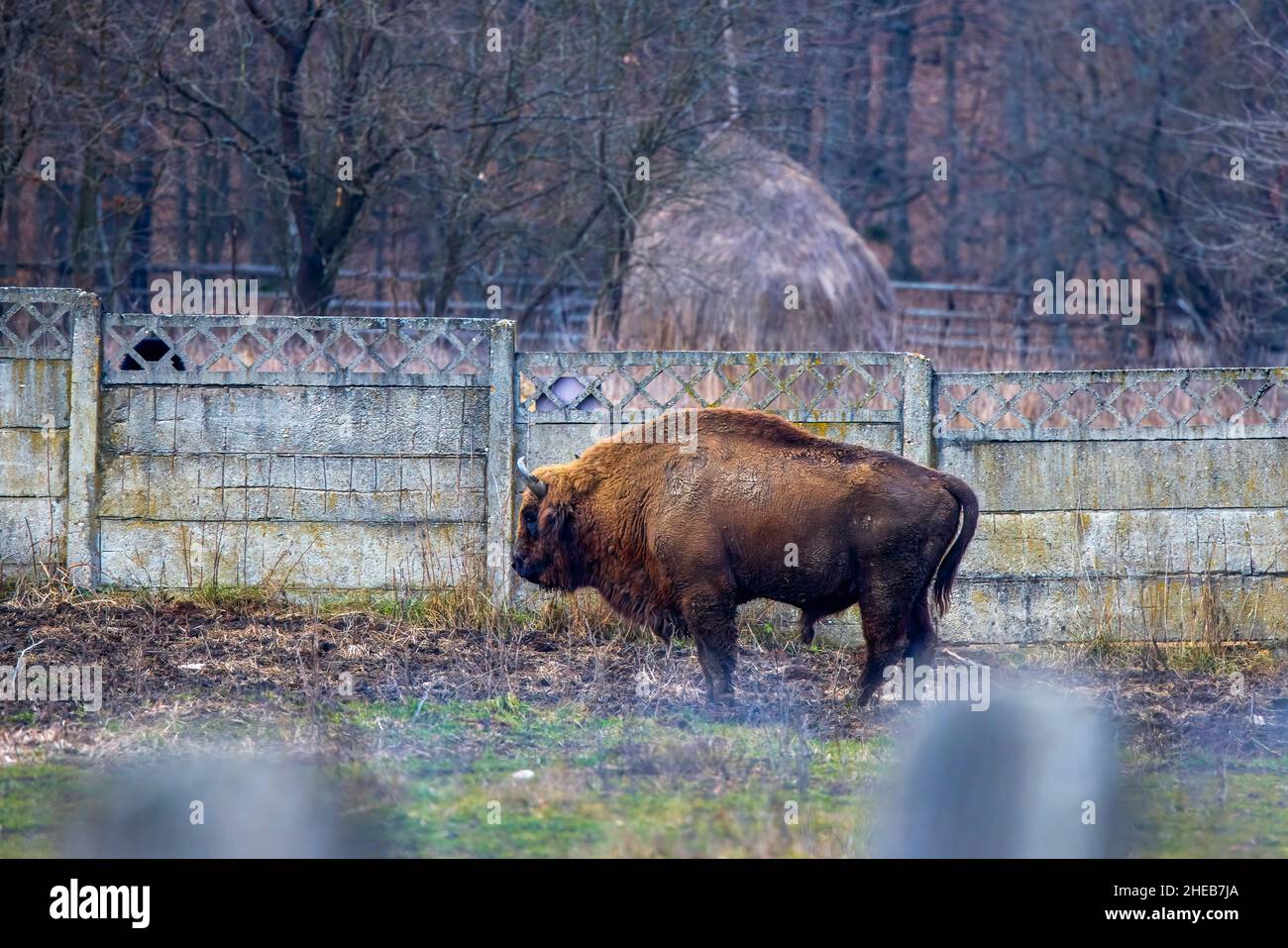 Bison from a reservation in Romania (Endangered animals) Carpathian ...