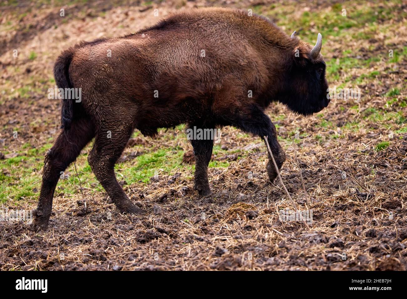 Bison from a reservation in Romania (Endangered animals) Carpathian ...