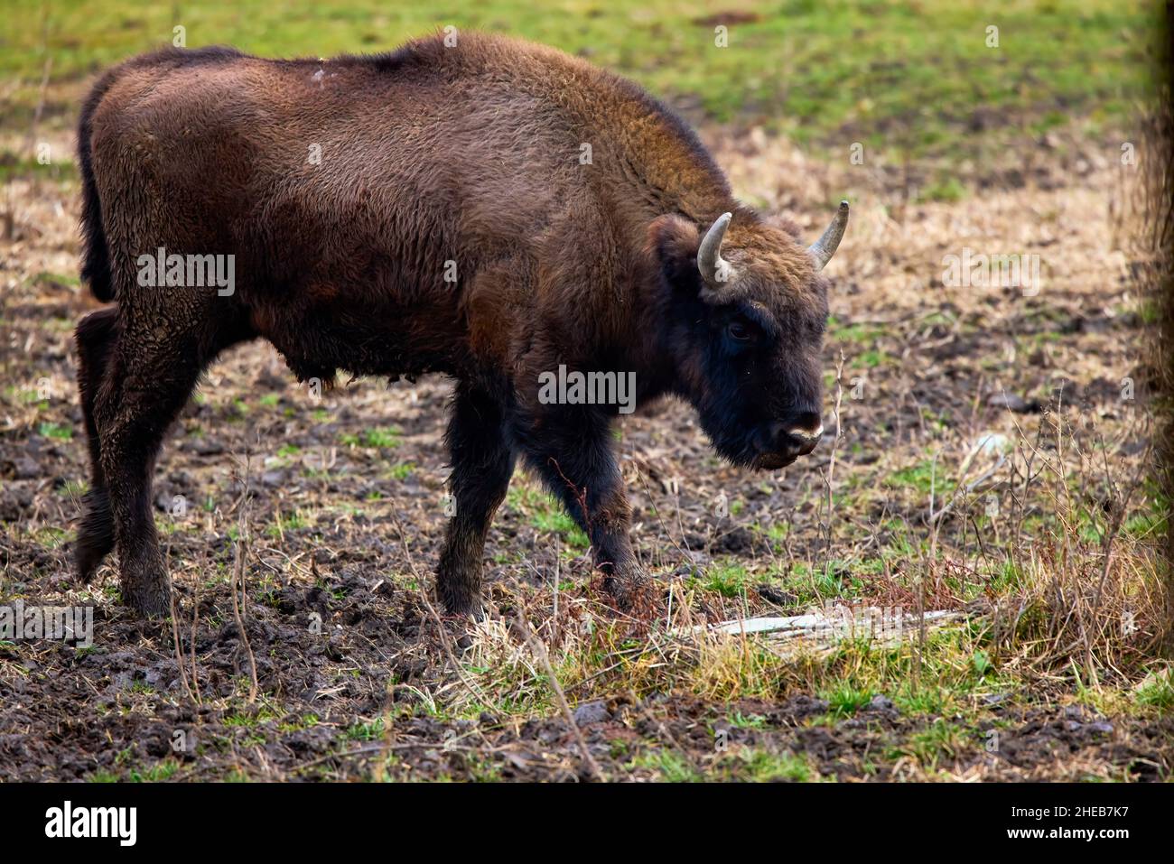 Bison from a reservation in Romania (Endangered animals) Carpathian ...
