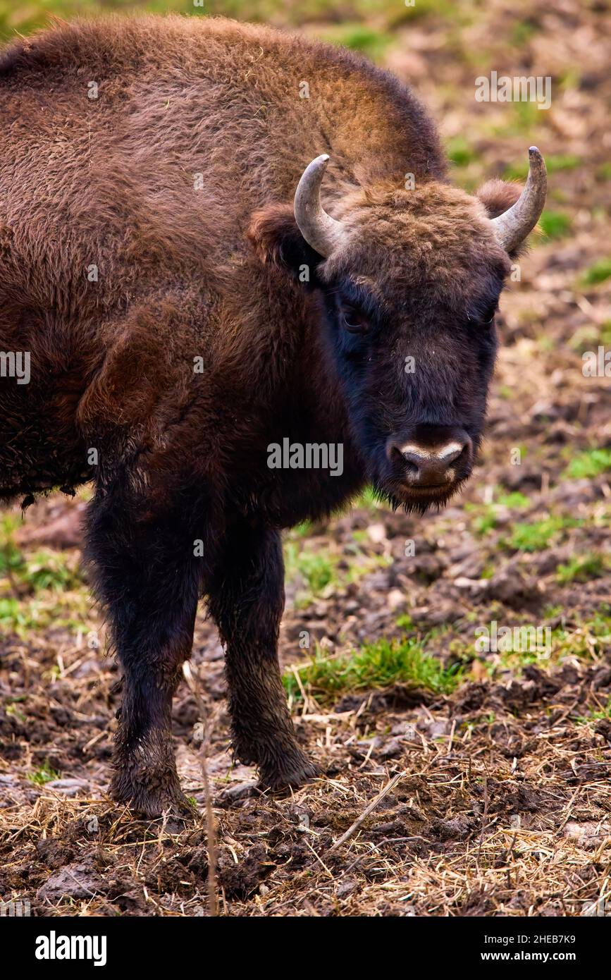 Bison from a reservation in Romania (Endangered animals) Carpathian ...