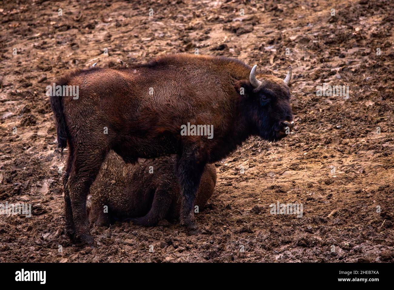 Bison from a reservation in Romania (Endangered animals) Carpathian ...