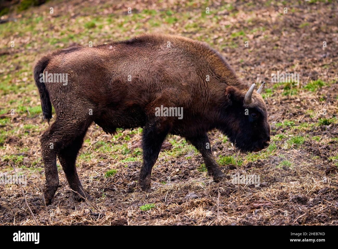 Bison from a reservation in Romania (Endangered animals) Carpathian ...