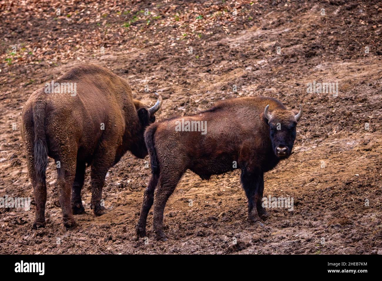 Bison from a reservation in Romania (Endangered animals) Carpathian ...