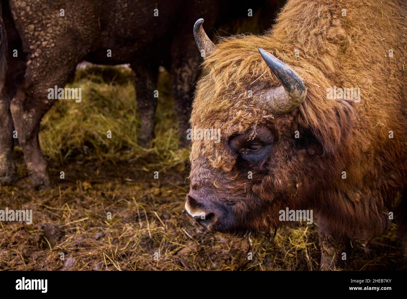 Bison from a reservation in Romania (Endangered animals) Carpathian ...