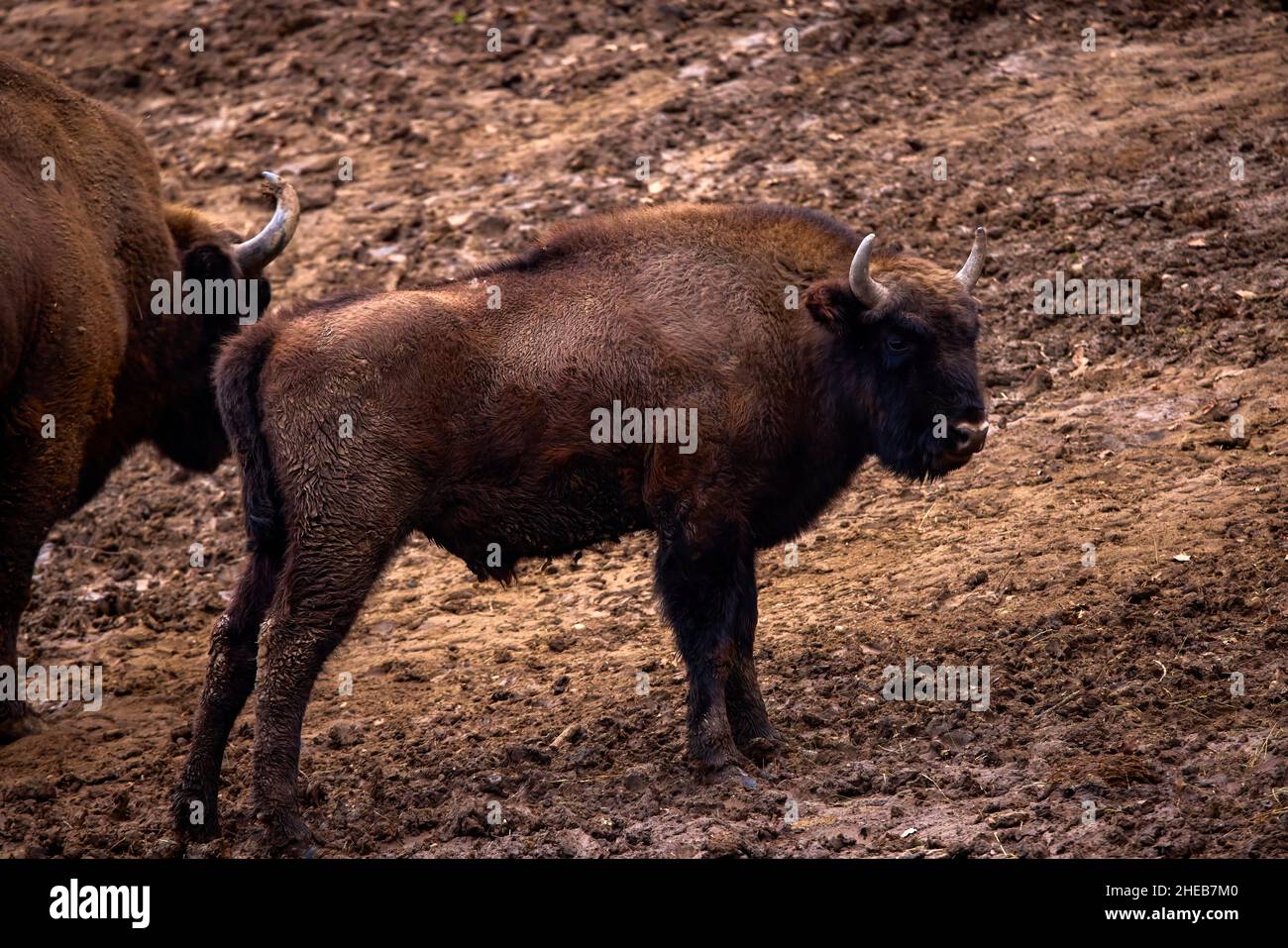 Bison from a reservation in Romania (Endangered animals) Carpathian ...