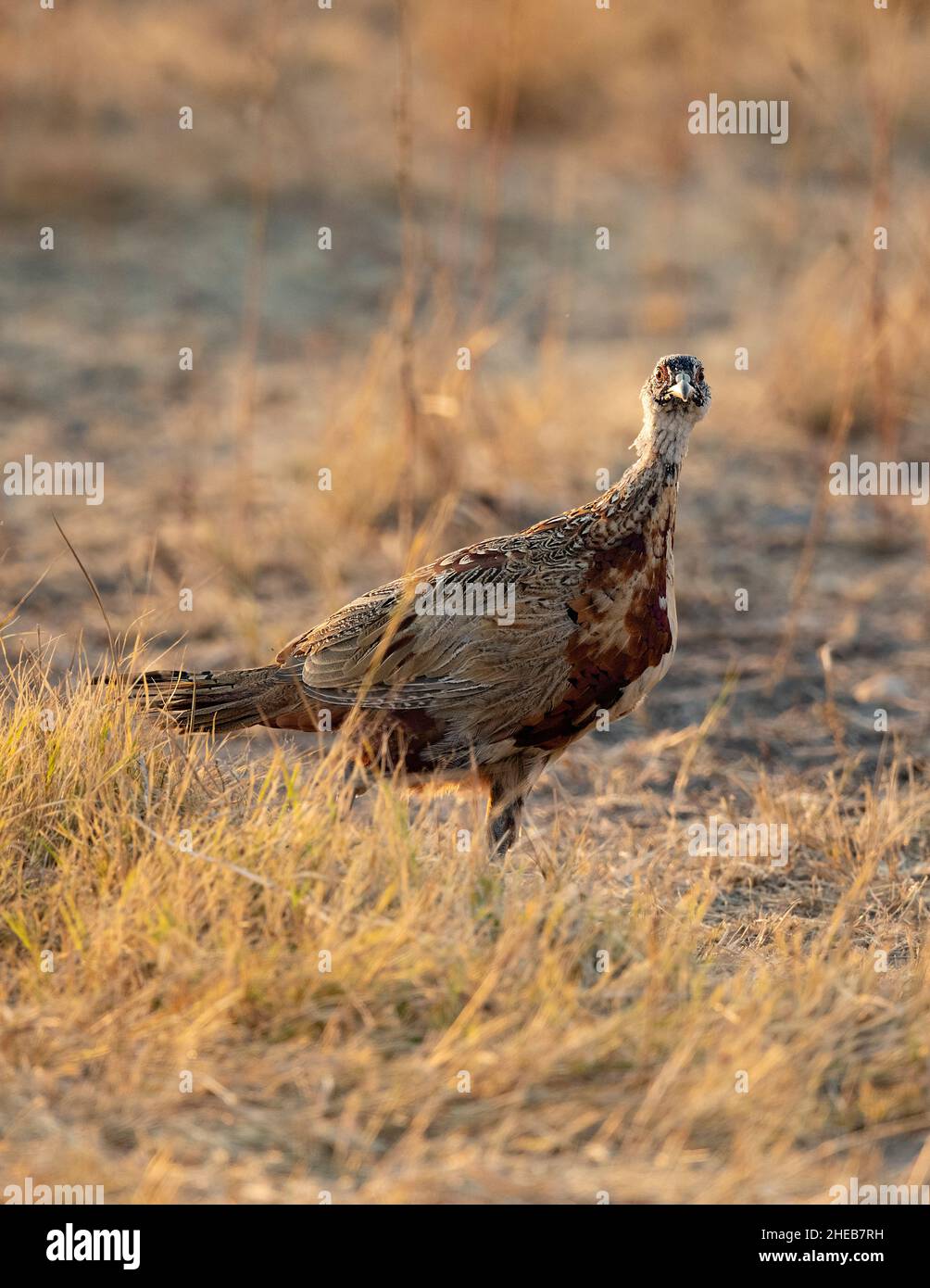 Ringneck Pheasants on the North Dakota Prairie on a late afternoon ...