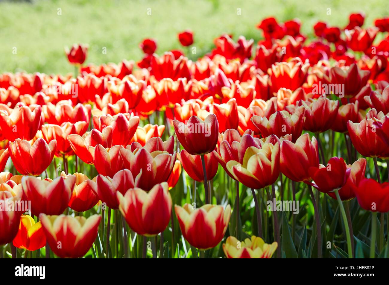 Beautiful tulip flowers blooming in a garden. Beauty tulip plant in the ...