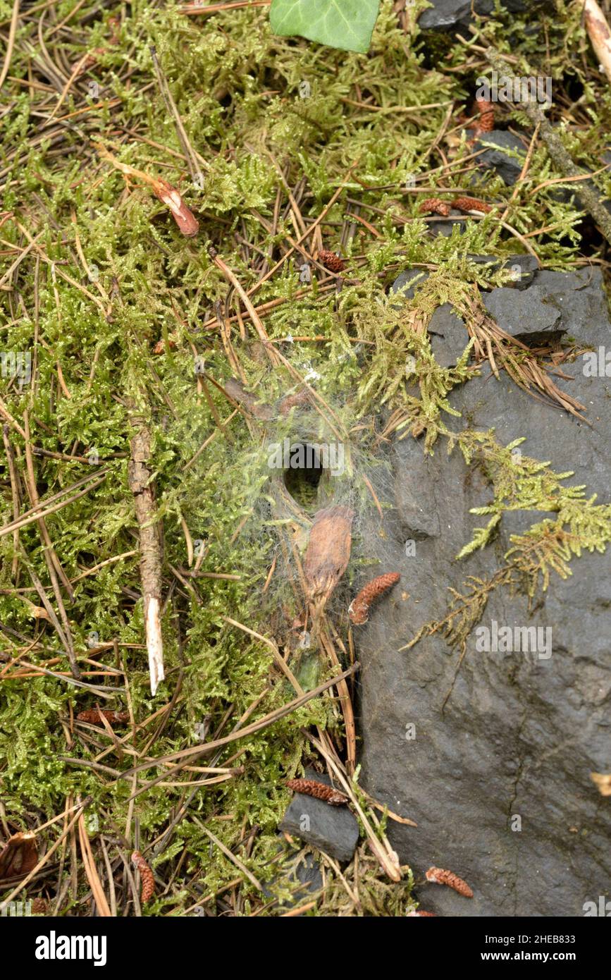 Labyrinth Spider or Funnel web spider, Agelena labyrinthica lair Stock ...
