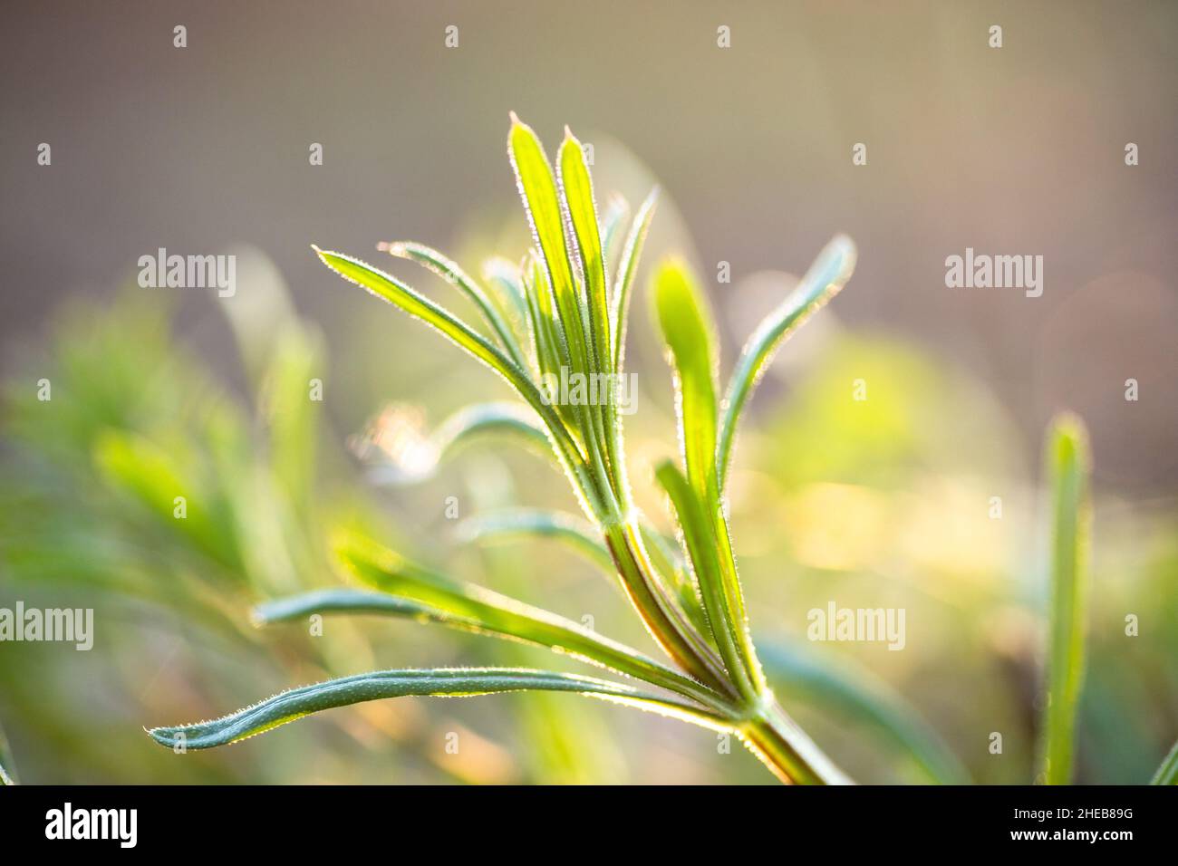Goosegrass Galium Aparine Cleavers Herb On Summer Meadow Yellow Flowers Among Grass Sunshine