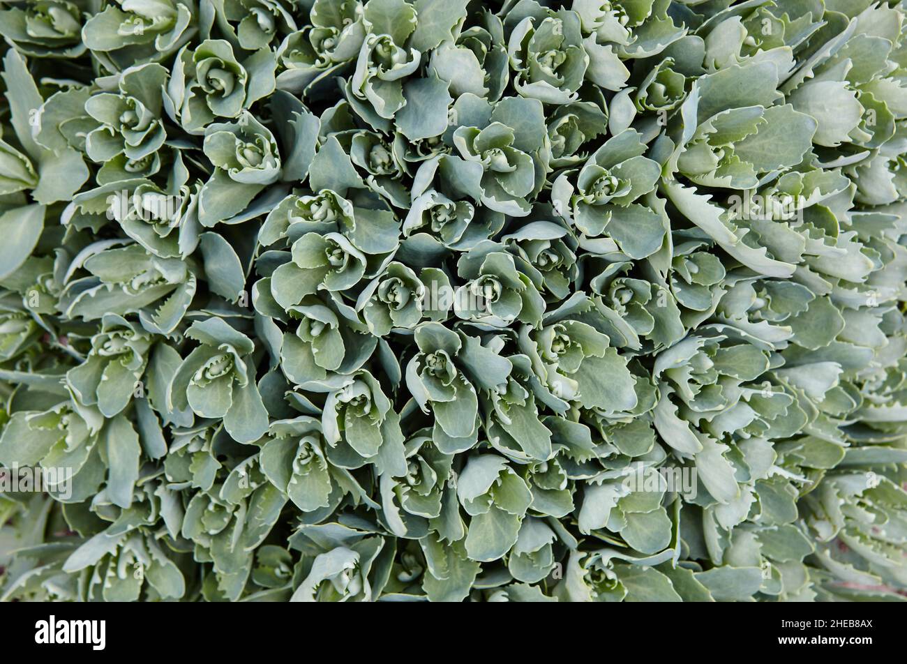Close-up of beautiful Sedum plant, top view. Family name Crassulaceae ...