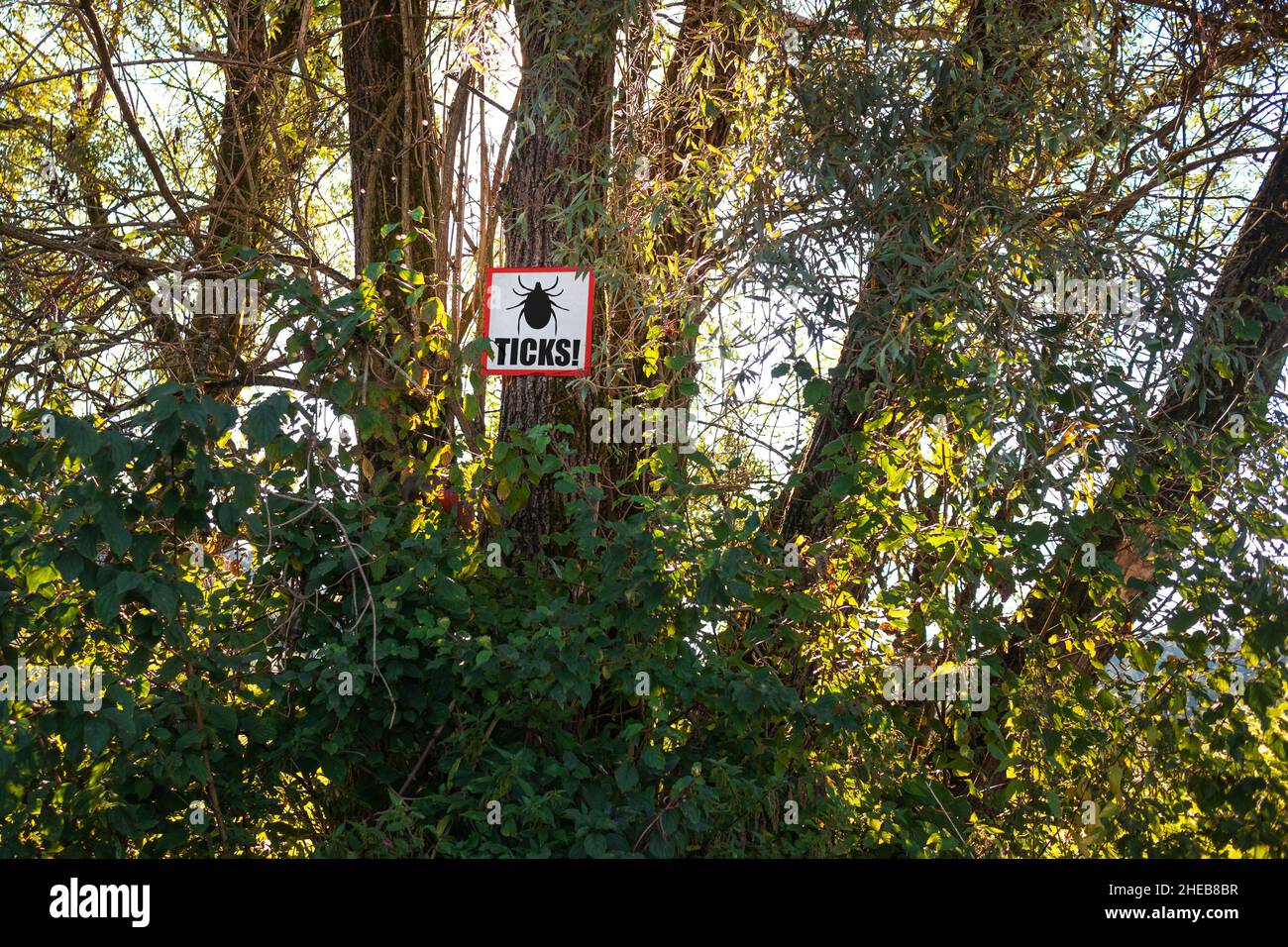 Tick insect warning sign in nature forest. Danger of Lyme disease ...
