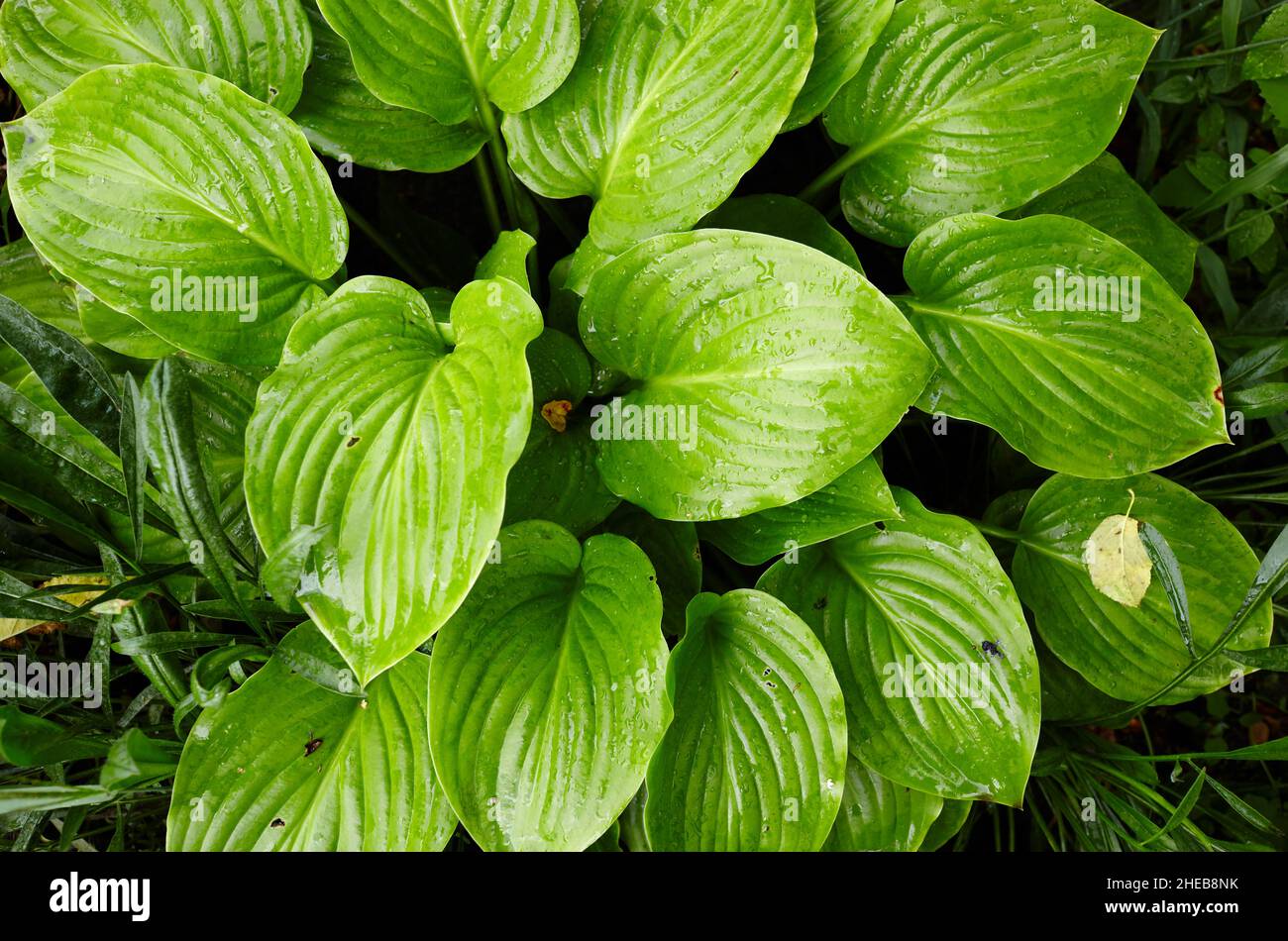 Beautiful Hosta leaves background. Hosta - an ornamental plant for ...