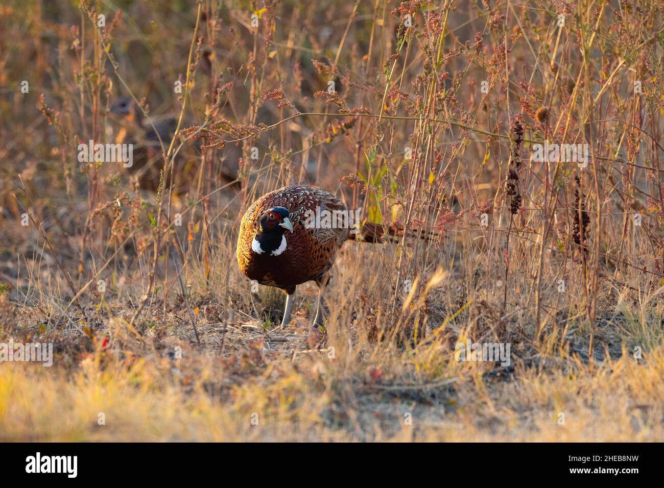 Ringneck Pheasants on the North Dakota Prairie on a late afternoon ...