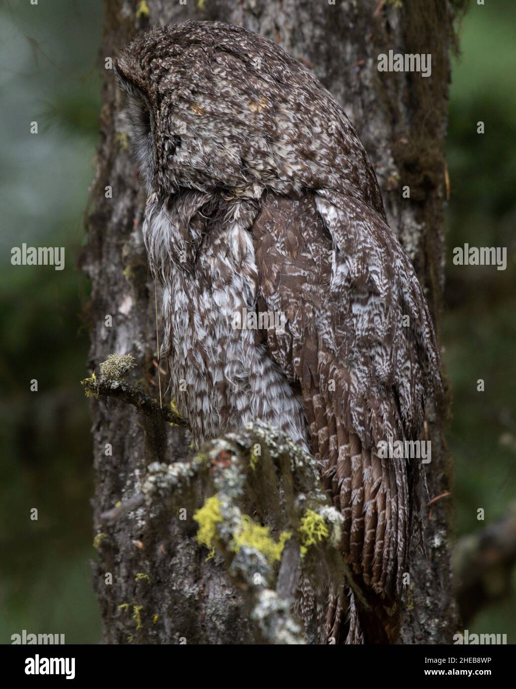 In the thompson nicola region hi-res stock photography and images - Alamy