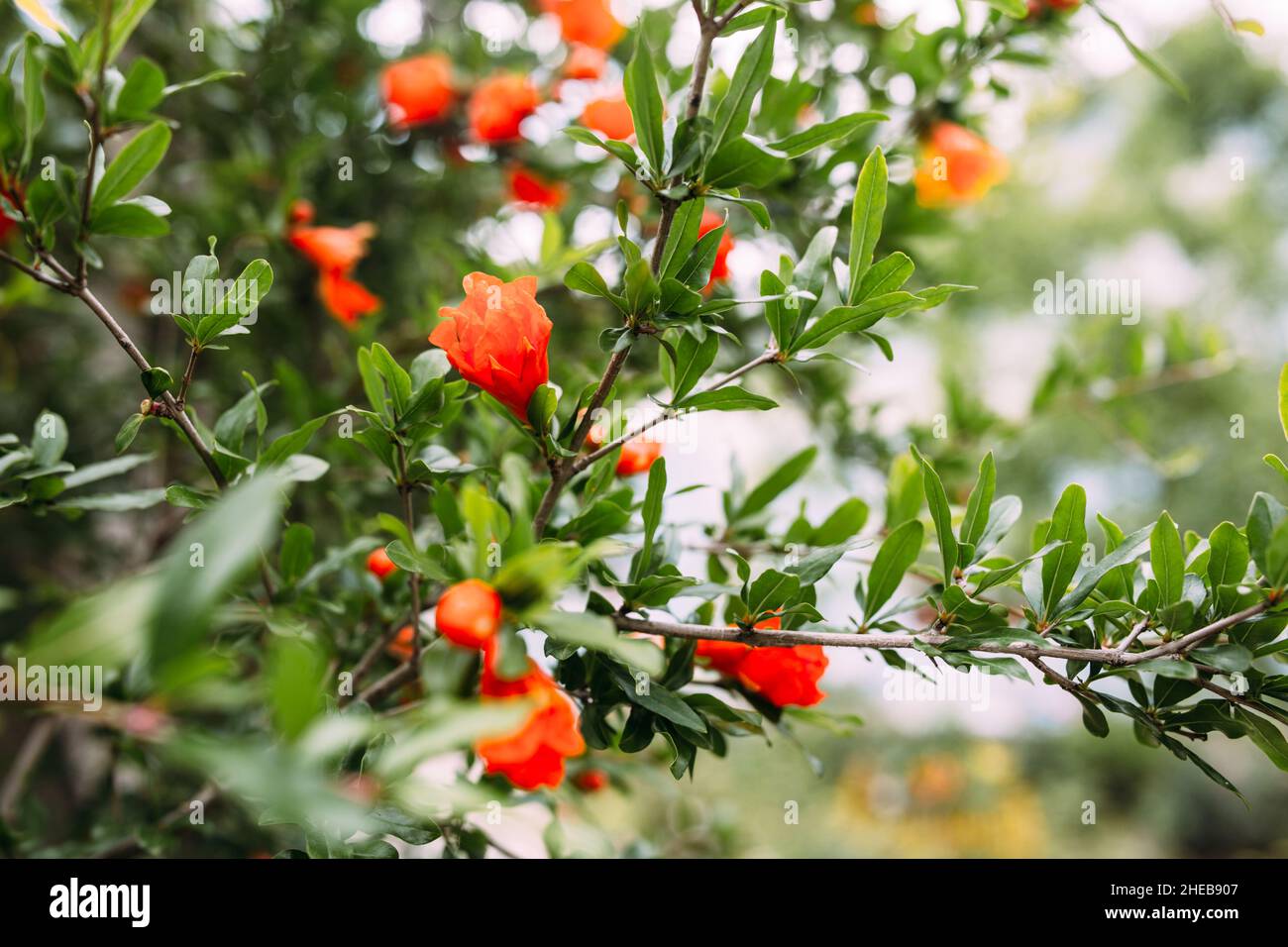 Pomegranate garnet fruit flower. Fresh garnet flower on foliage ...