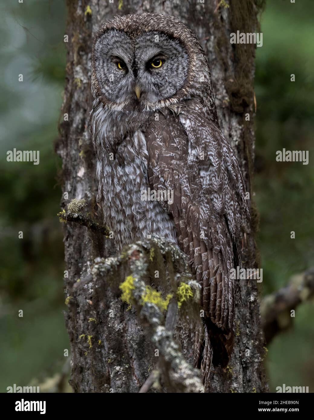 The owl can be noticed against the tree bark due to its glaring eyes ...