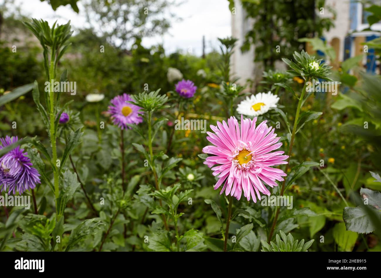 Aster family flower plant hi-res stock photography and images - Alamy